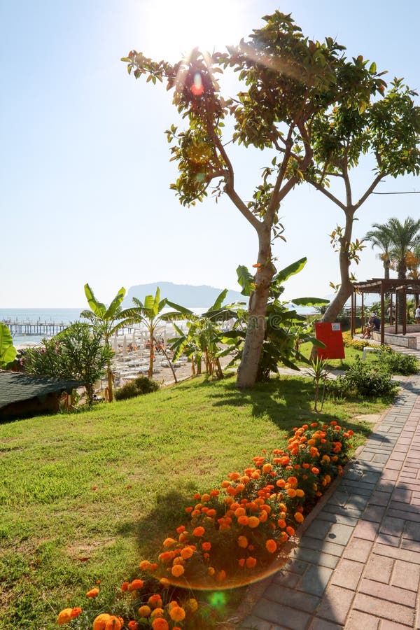 Sumer Beachside Place with Trees Stock Image - Image of beachside ...