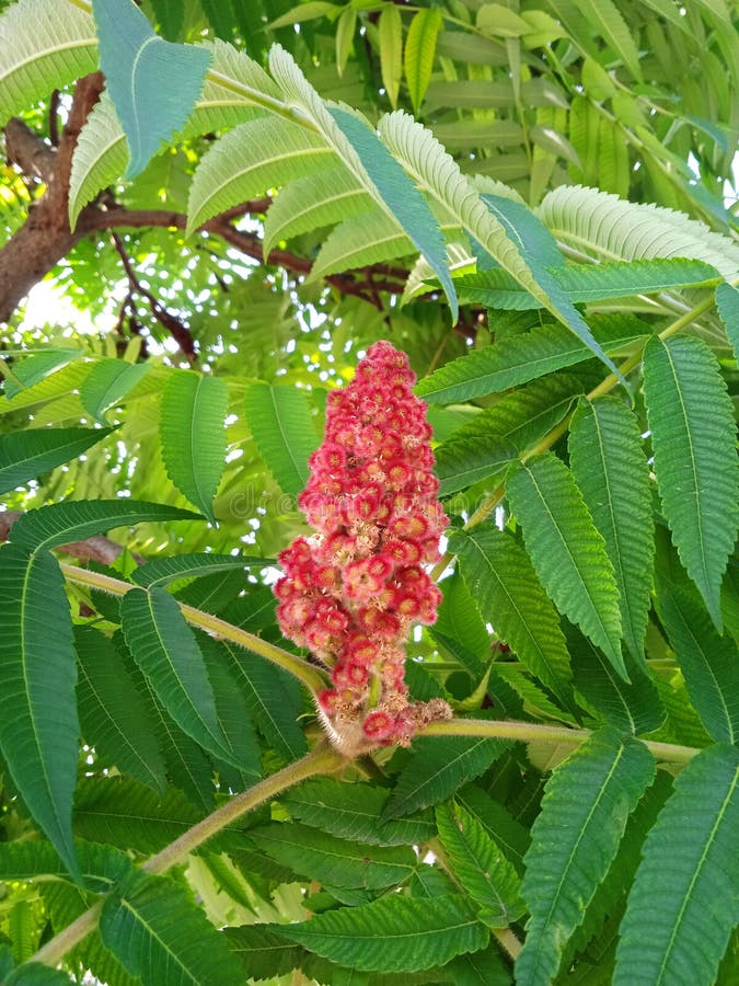 Summah Deer-horned Growth Grows in the Garden. Stock Photo - Image of ...