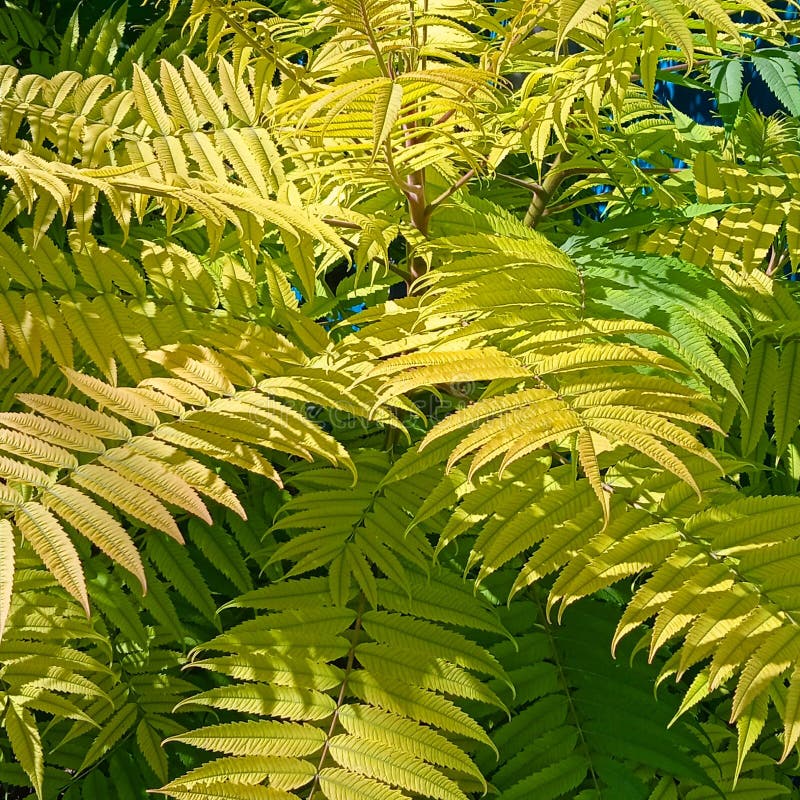 Summah Staghorn Plants Grows in the Garden. Stock Photo - Image of ...