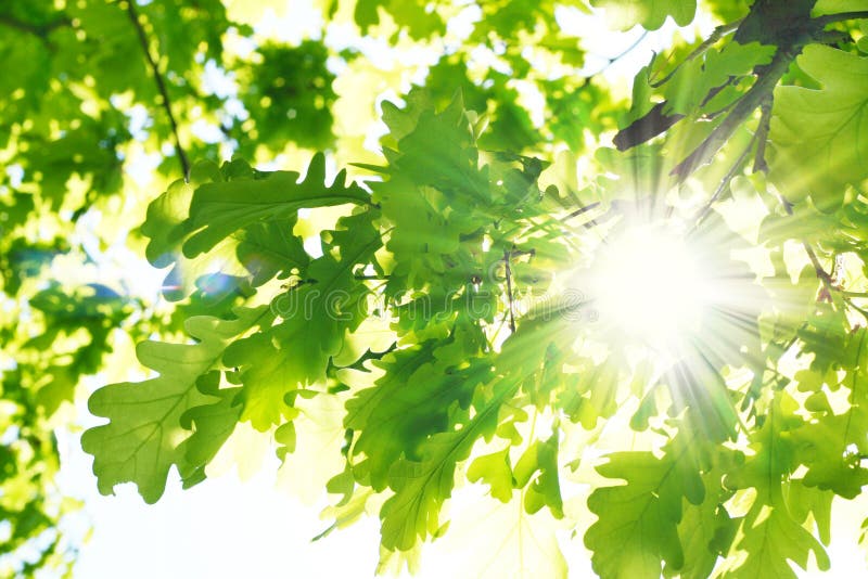Sunshine through Green Tree Leaves Stock Photo - Image of background ...