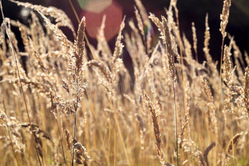 Summer Abstract Golden Grass at Sunset. Golden Dried Plants Background ...