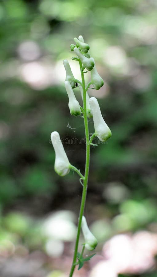 In Summer, Aconite Aconitum Grows in the Forest Stock Photo - Image of ...