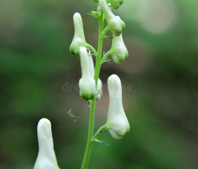 In Summer, Aconite Aconitum Grows in the Forest Stock Image - Image of ...