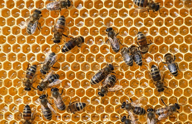 Summer Activities of Bees Inside the Hive Stock Image - Image of color ...