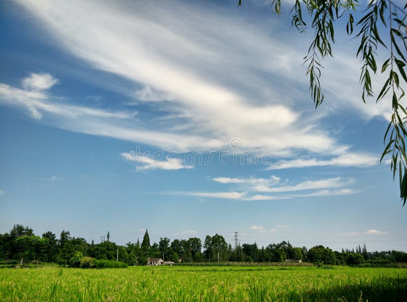 Summer afternoon editorial photo. Image of paddy, lakes - 137894386