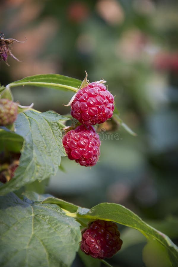 In the Summer on Raspberry Bush Ripe Berries. Stock Image - Image of ...