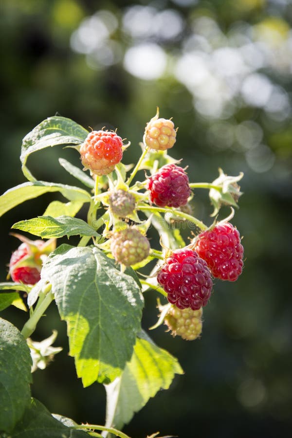 In the Summer on Raspberry Bush Ripe Berries. Stock Photo - Image of ...