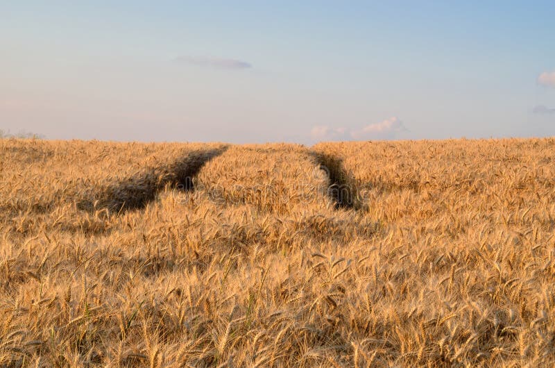 Summer Afternoon Landscape on the Field. Stock Photo - Image of ...