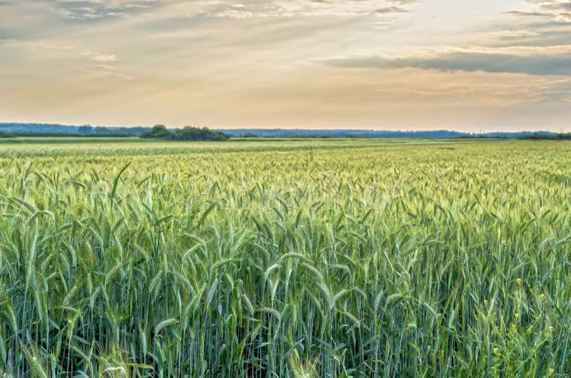 Summer afternoon landscape stock photo. Image of landscape - 81632996