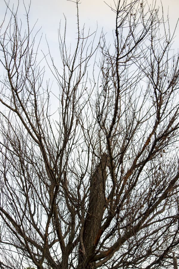 The Dried-up Tree is the Front View. Summer Afternoon in Sunny Weather ...
