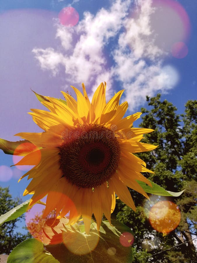 Sunflower Soaking Up the Sun Rays Stock Photo - Image of florist ...