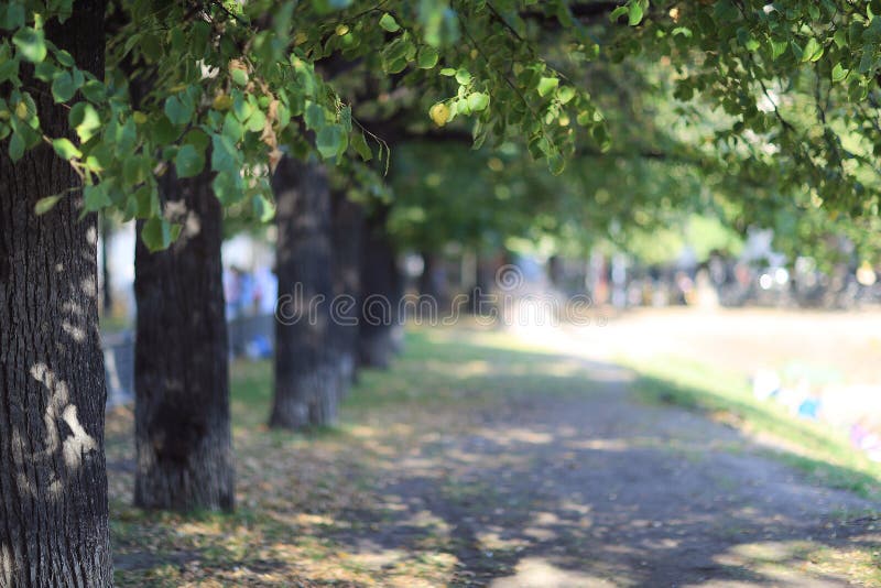 Summer alley in park stock image. Image of green, light - 61801005