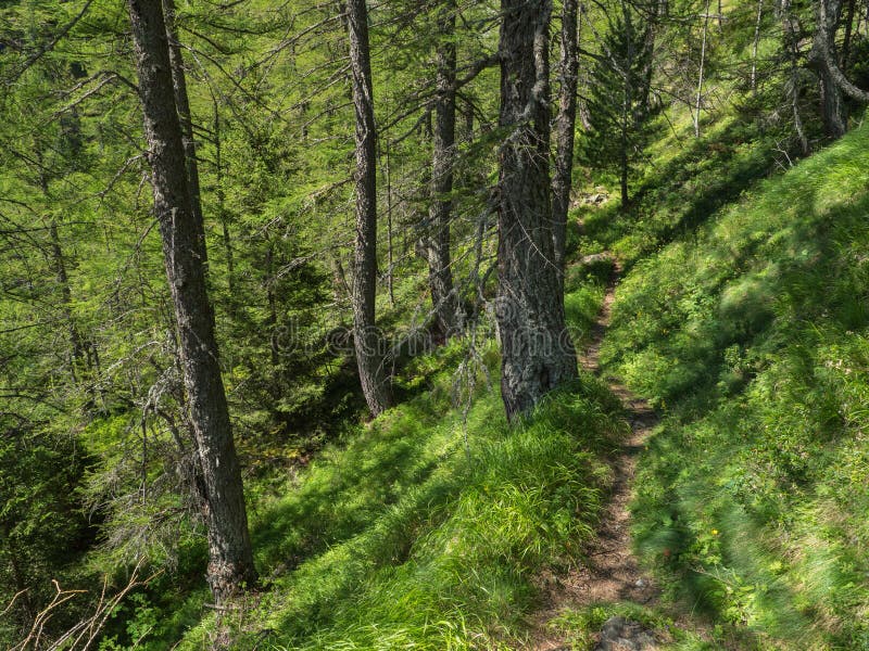 Summer Alpine Forest with Old Larch Trees and Trail Path Stock Image ...