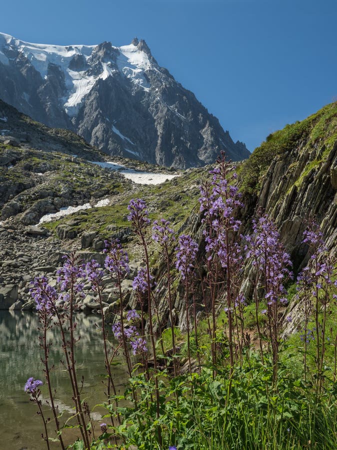 Summer Alpine Landscape with Sharp Peaks, Lake and Flowers Stock Image ...