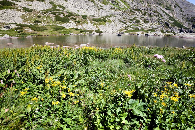 Summer Alpine Mountain Lake Stock Image - Image of landscape, sunlight ...