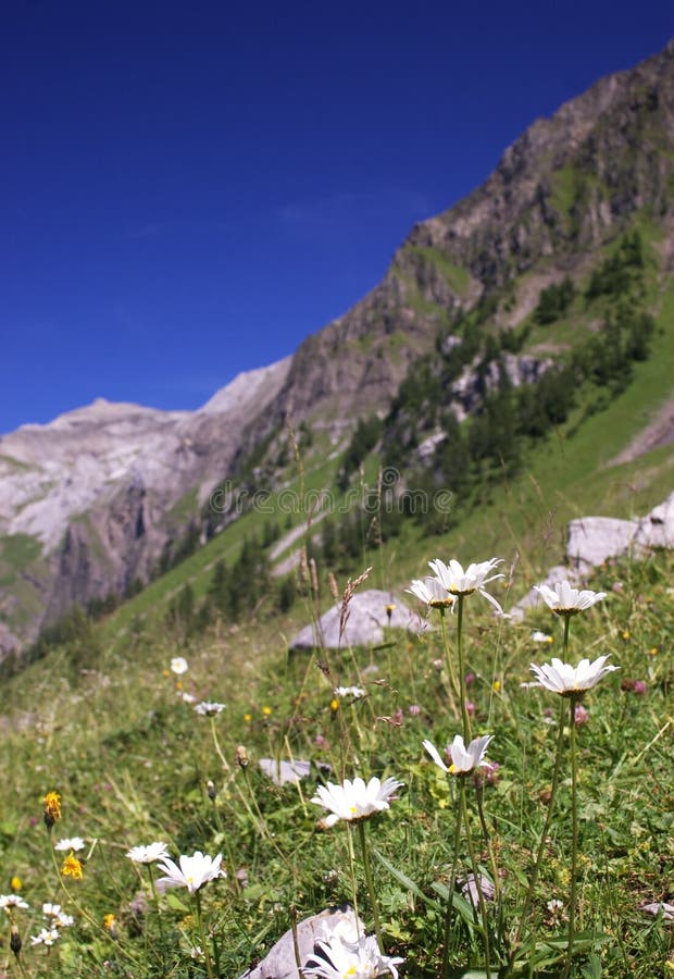 Summer Alpine Mountain Landscape Stock Image - Image of green, range ...