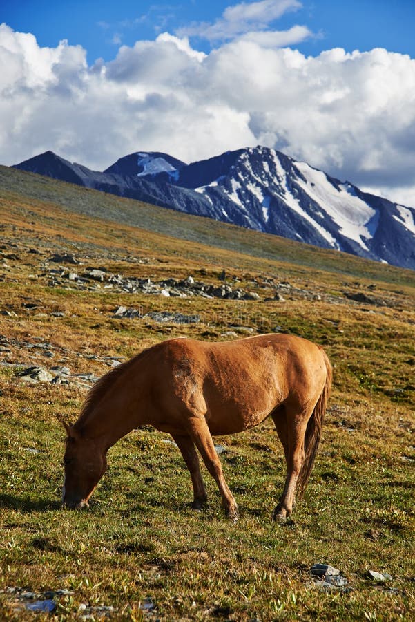 Altay horse stock photo. Image of altay, hill, mountains - 60846066