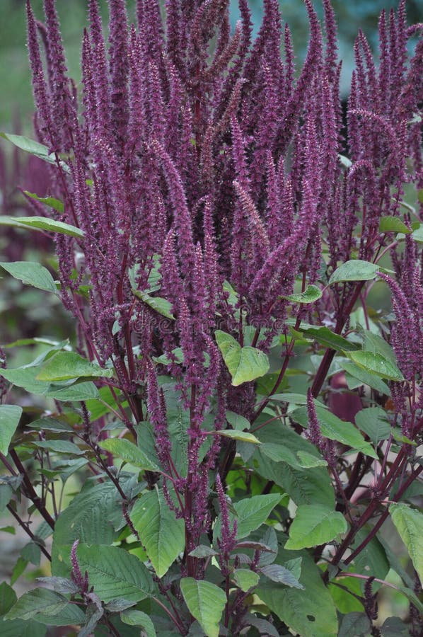 Summer flowering amaranth stock image. Image of amaranth - 154368917