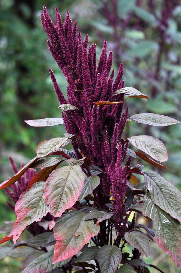 Summer flowering amaranth stock photo. Image of food - 154368918