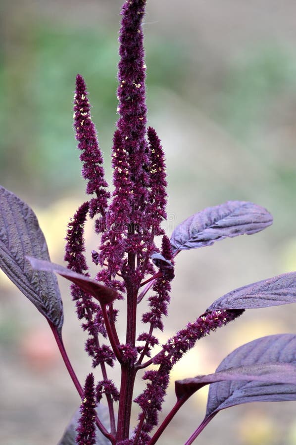 Summer flowering amaranth stock image. Image of beautiful - 154368923