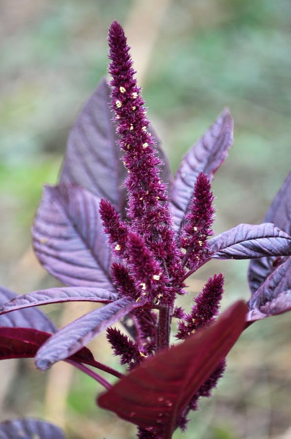 Summer flowering amaranth stock image. Image of food - 154368933