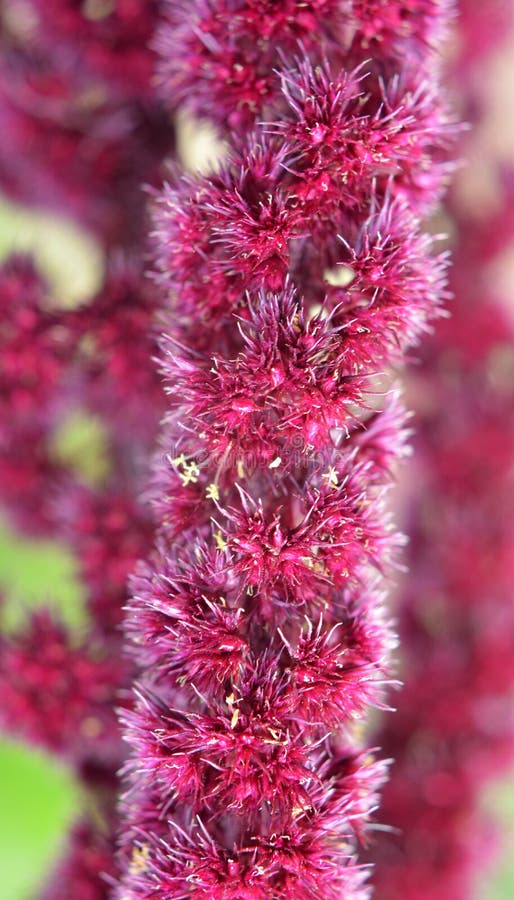 Summer flowering amaranth stock photo. Image of crop - 213381040