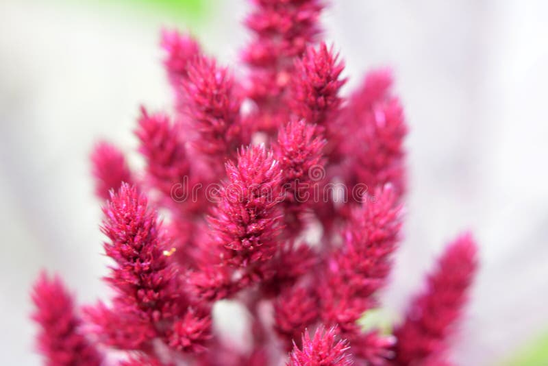 Summer flowering amaranth stock image. Image of blossom - 213381041