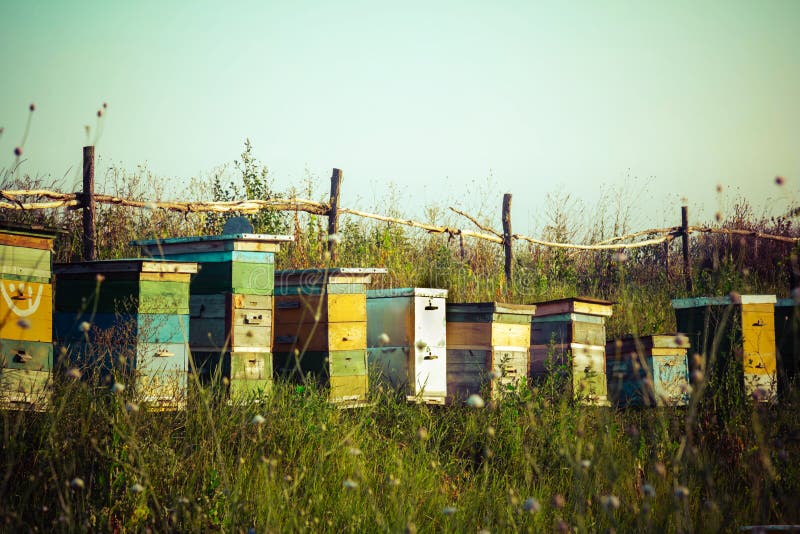 Apiary Farm - Bees Hives in Shadow of Trees in Summer Time Stock Photo ...