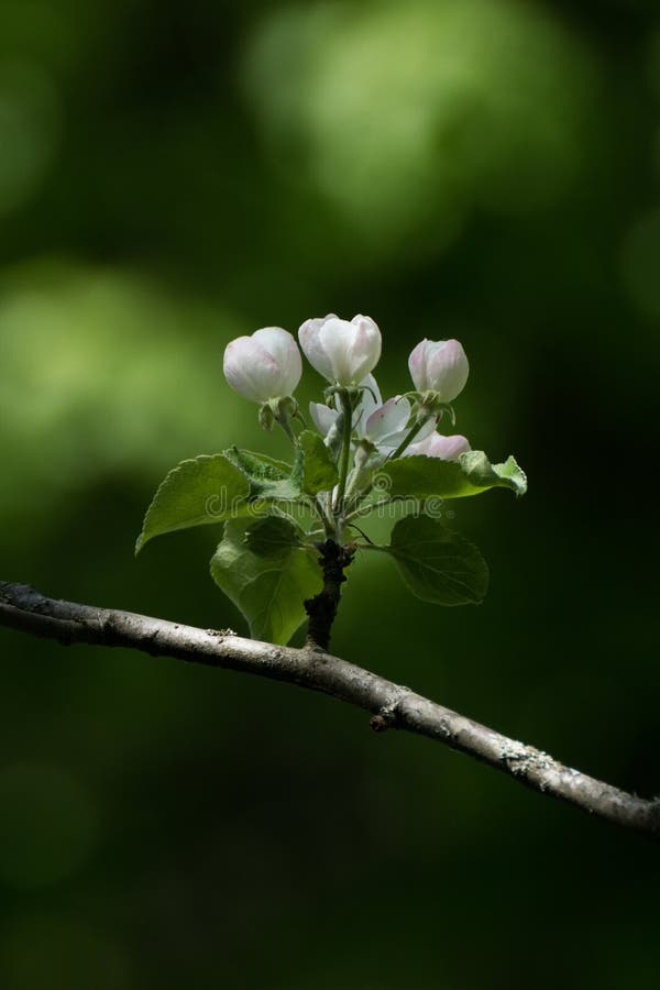 Summer - Apple Tree Flower Picture Stock Image - Image of bloom, summer ...