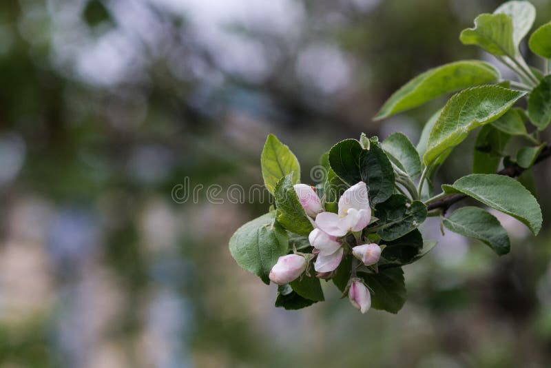 Summer - Apple Tree Flowers Picture Stock Photo - Image of flowers ...