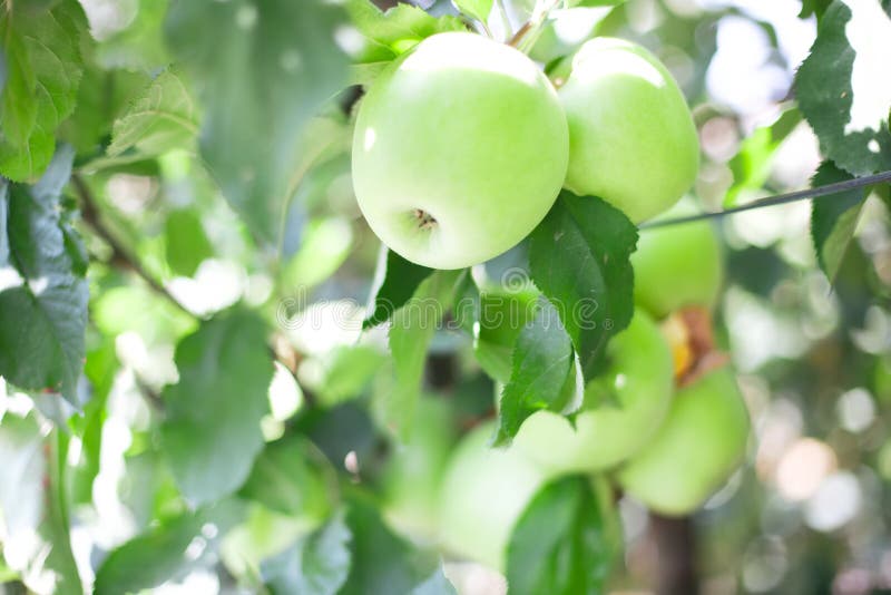 Summer apples stock photo. Image of natural, juicy, agriculture - 177400214