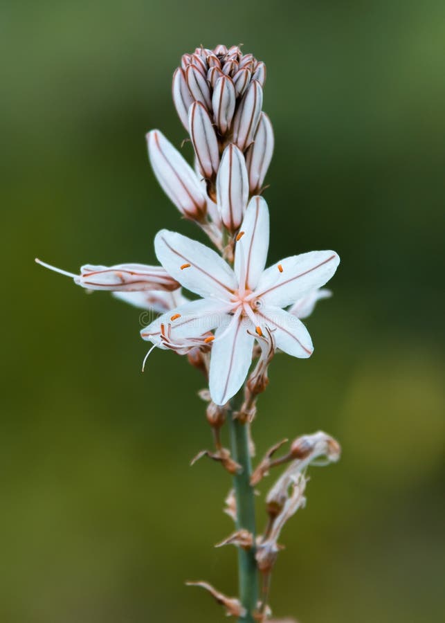 Summer Asphodel Flower Close Up Stock Image - Image of details, growth ...