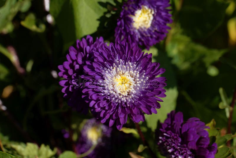 Summer aster stock photo. Image of closeup, blossom, macro - 79250124