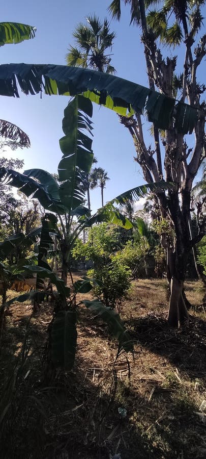 Summer Atmosphere in an Empty Field Overgrown with Plants Stock Photo ...