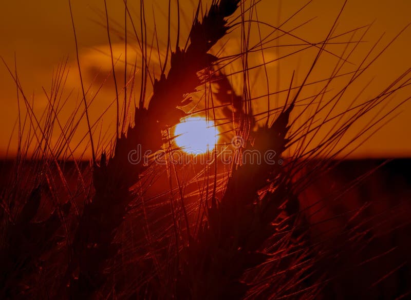 The Setting Sun and Rye in August Stock Photo - Image of screenshot ...