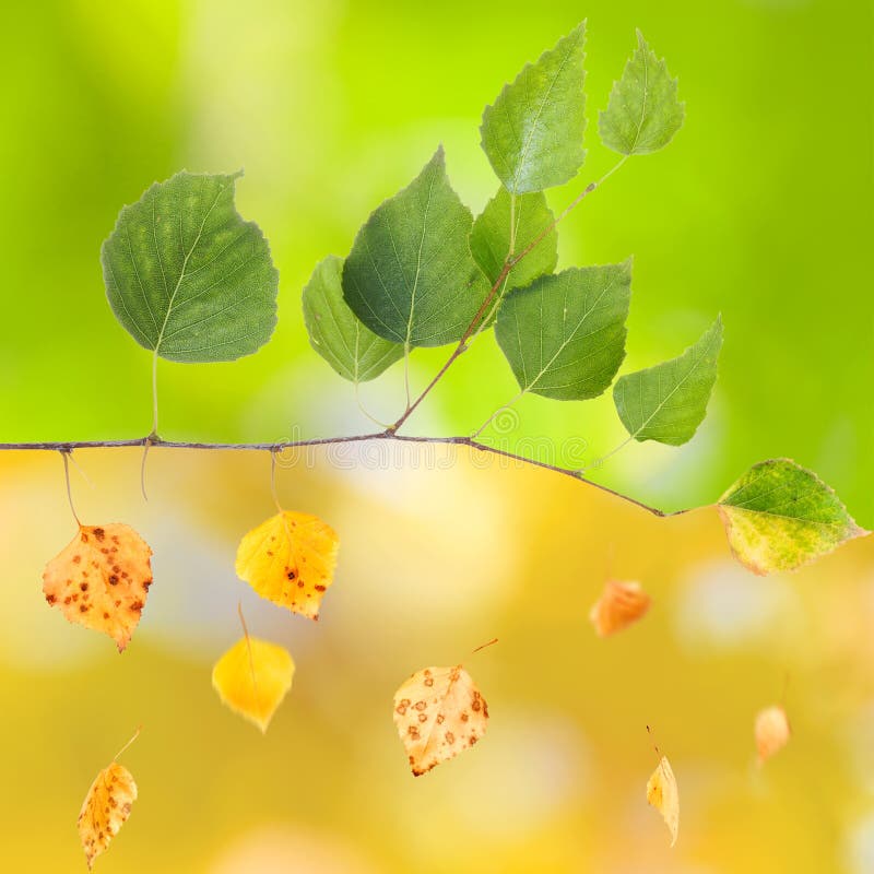 Summer and Autumn stock photo. Image of design, fall - 15422216