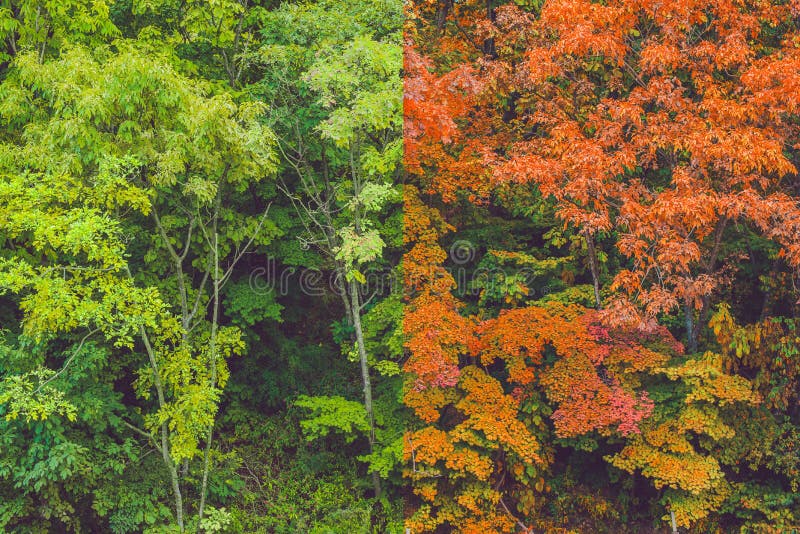 Summer and Autumn Forest. Transformations of Summer into Autumn Stock ...