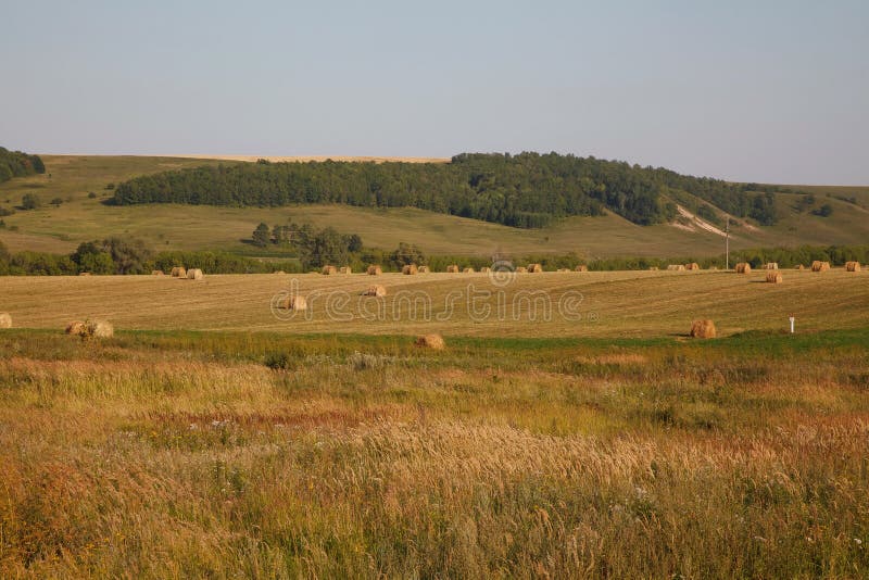 Summer or Autumn Haystacks on the Field Stock Photo - Image of ...