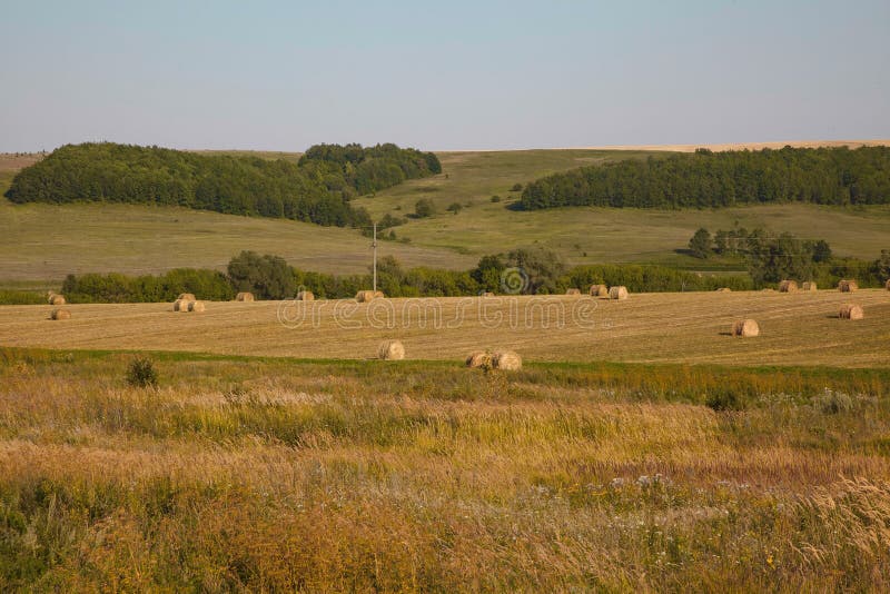 Summer or Autumn Haystacks on the Field Stock Photo - Image of flower ...