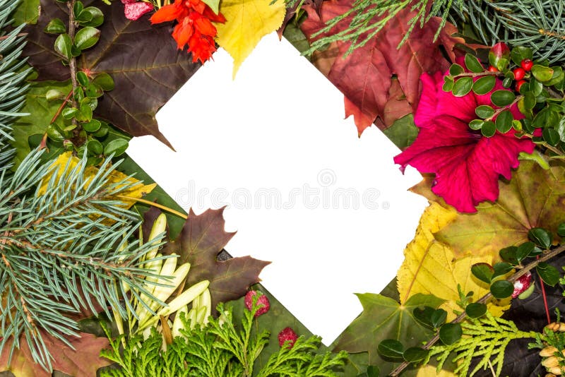 Summer, Autumn Tree Branches Leaves Background with Empty Greeting Card ...