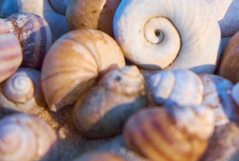 Summer Backdrop with Seashells Stock Image - Image of closeup, greeting ...