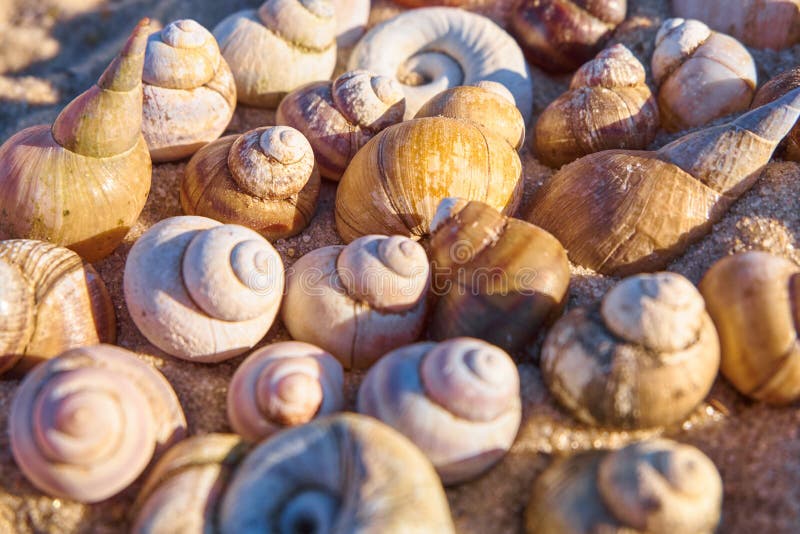 Summer Backdrop with Shells Stock Photo - Image of heap, ocean: 121497664