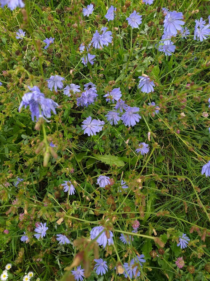 Summer Background: Chicory Flowers among Leaves Stock Photo - Image of ...