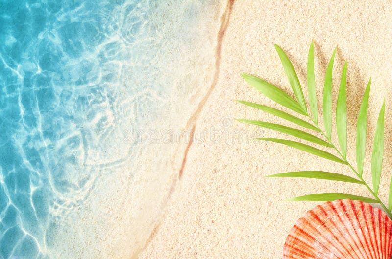 Summer Background With Green Palm Leaf And Shells. Beach Texture. Copy ...