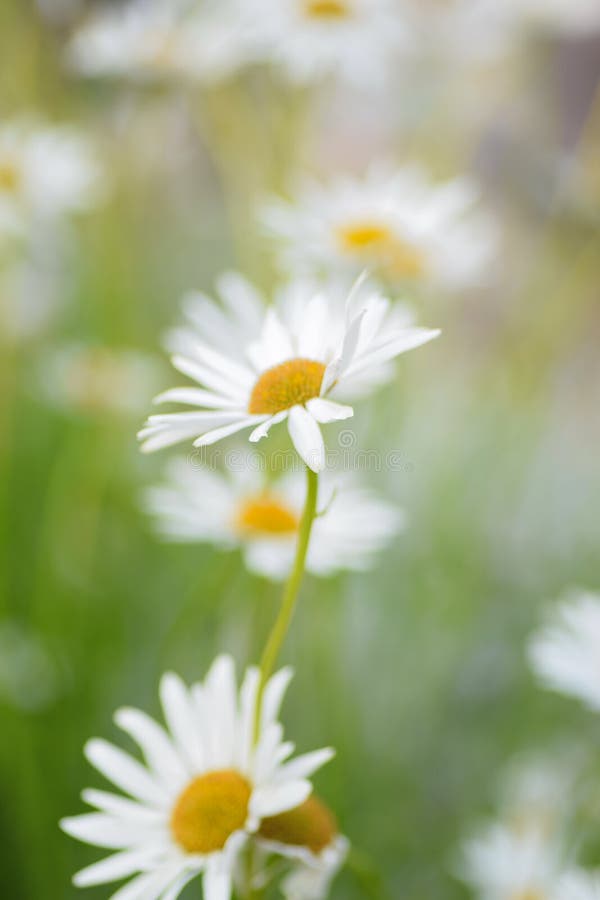 Summer Background of White Daisy Flowers Stock Image - Image of closeup ...