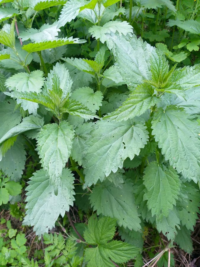 Summer Background: Lush Nettles Stock Image - Image of medical, people ...