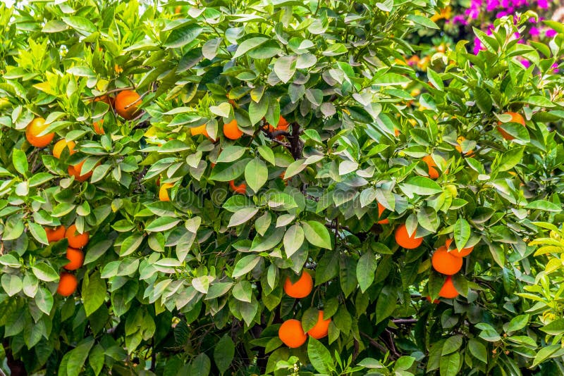 Summer Background.Orange Tree . Moroccan Oranges Oranges Tree Stock ...