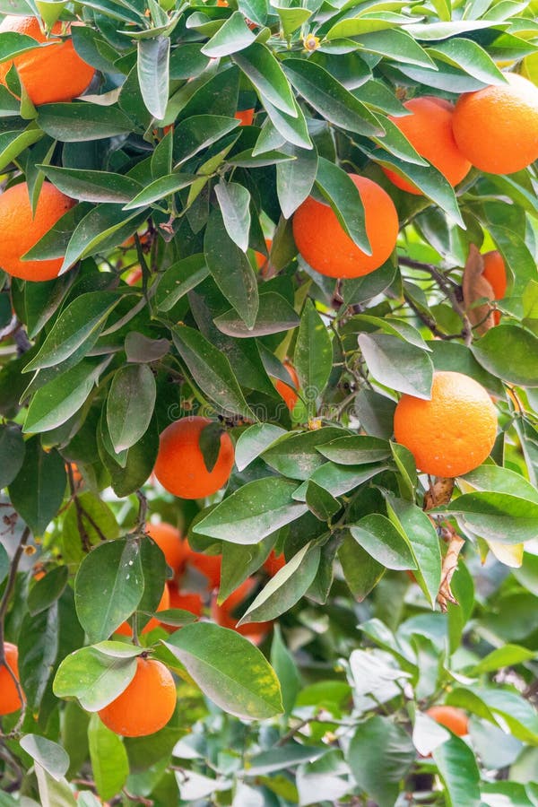 Summer Background.Orange Tree . Moroccan Oranges Oranges Tree Stock ...