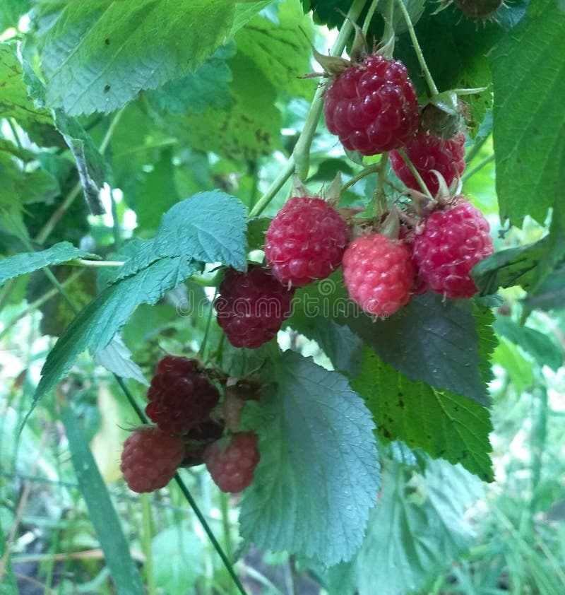 Summer Background: Raspberries among Green Leaves, Selective Focus ...