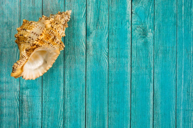 Summer Background. Sea Shell on a Wooden Background of Blue Color Stock ...